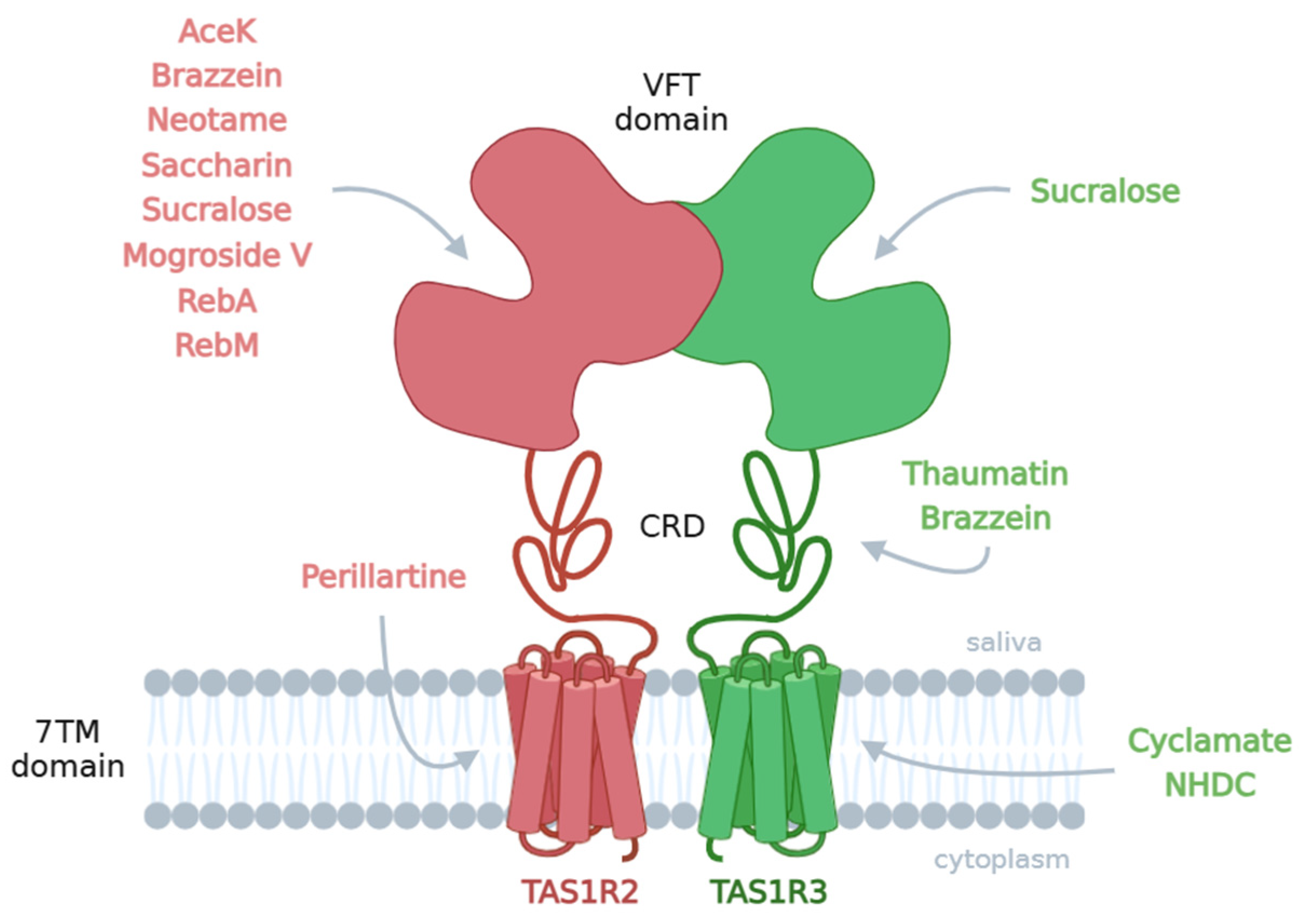 Saveur sucrée : l’impact des variants génétiques sur le récepteur ...